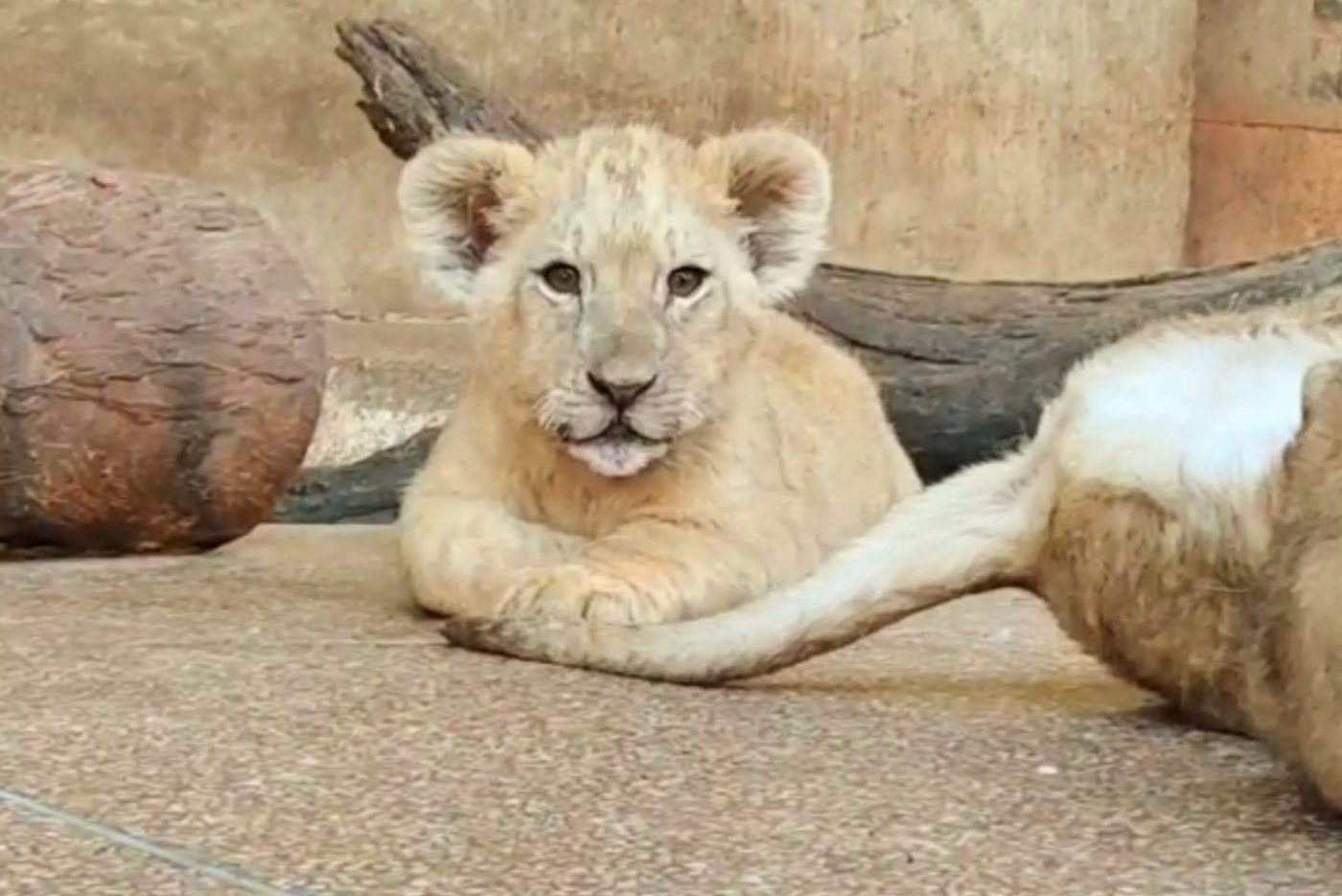 Karachi Zoo Welcomes Three New Lion Cubs - Origene - Let's Get Viral